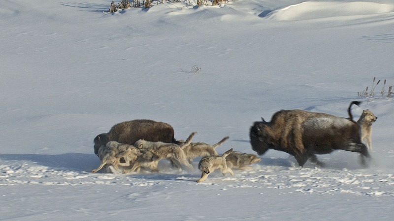 Frozen Planet, BBC One | The Arts Desk
